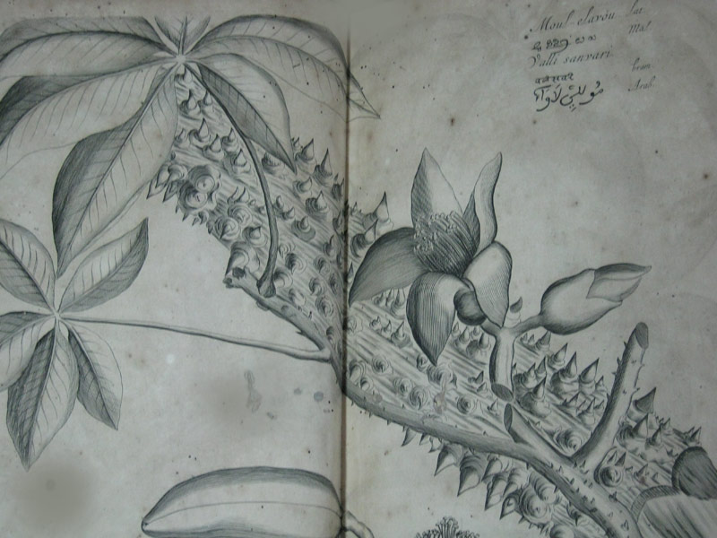 Dutch in Kerala - Glimpses of World History through Kerala and Dutch